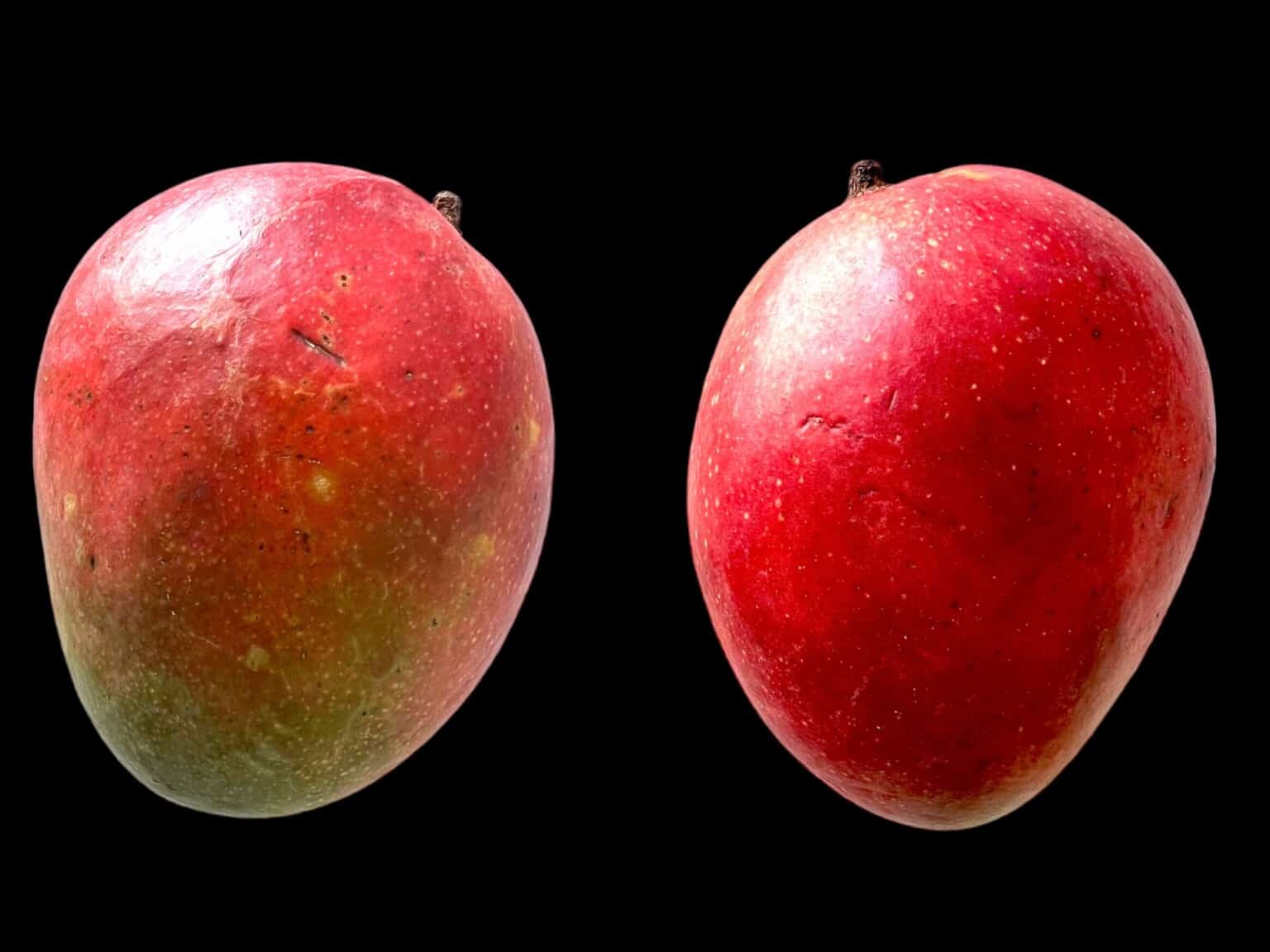 How To Make Dehydrated Mango - The Vintage Cook